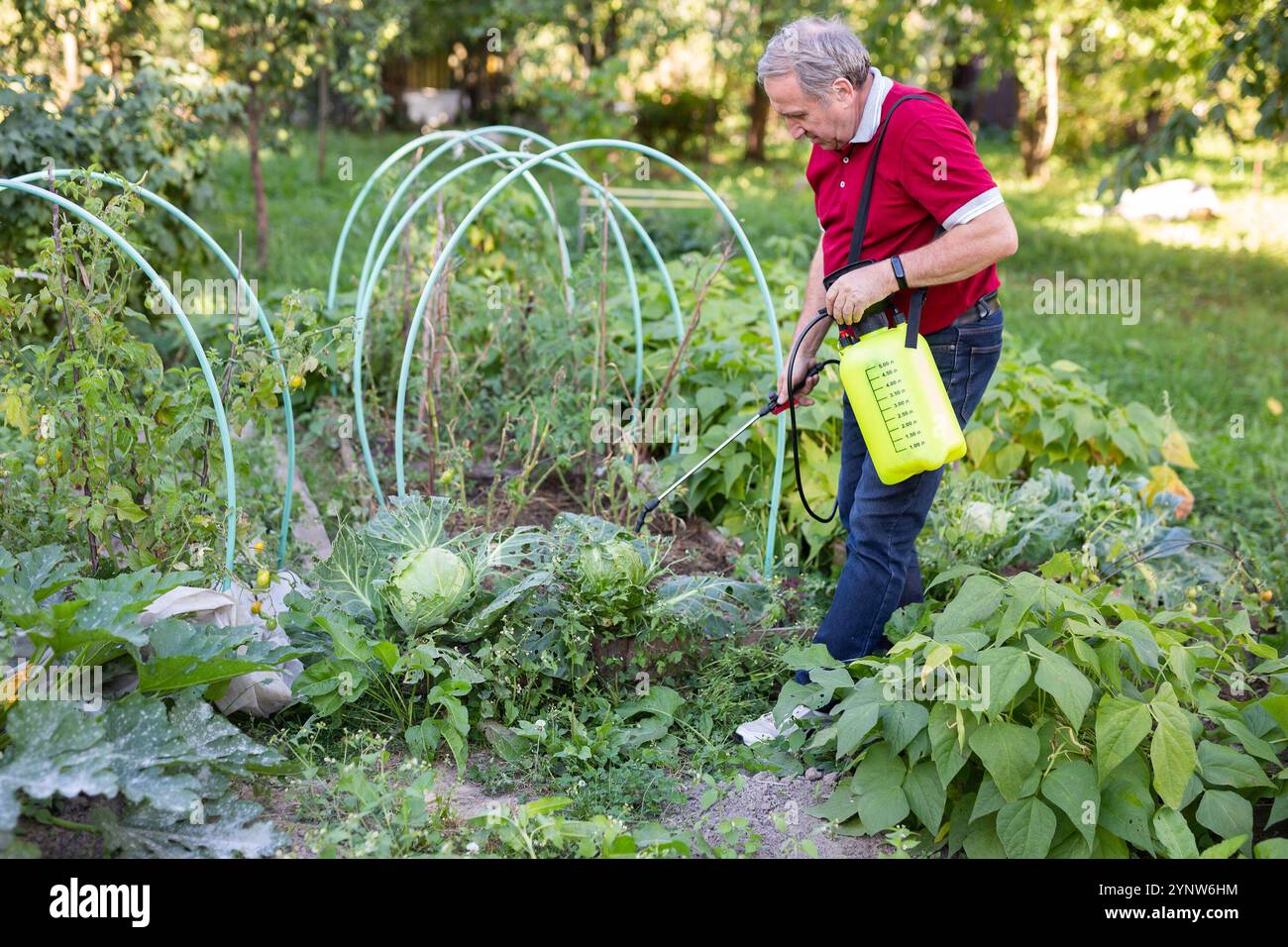 Male farmer spraying his garden with insecticides from spray bottle ...