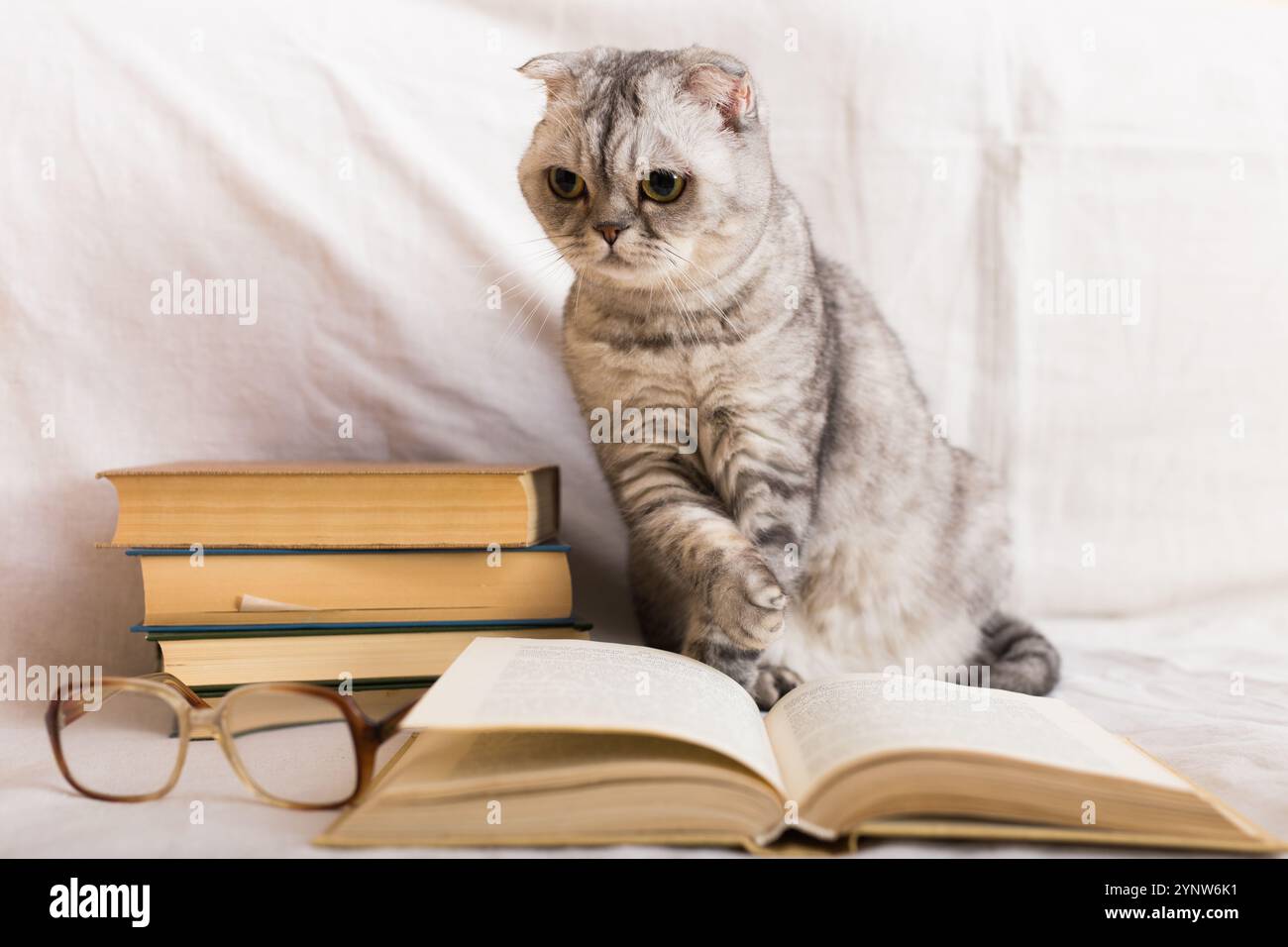 Interested cat sitting near stack of books and owner glasses Stock ...