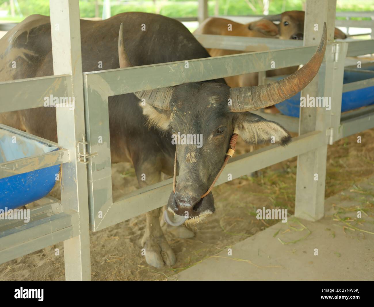 Buffalo eating hay hi-res stock photography and images - Alamy