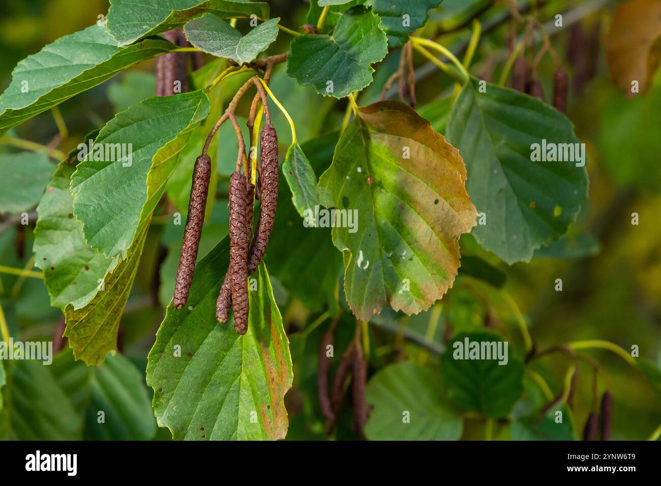 Speckled alders spread their seed through cone-like structures Stock ...