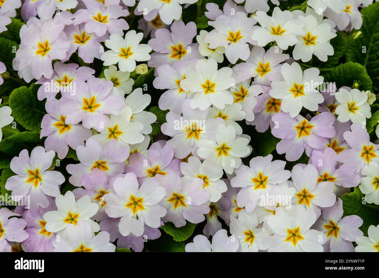 Primula vulgaris pink flowers hi-res stock photography and images - Alamy