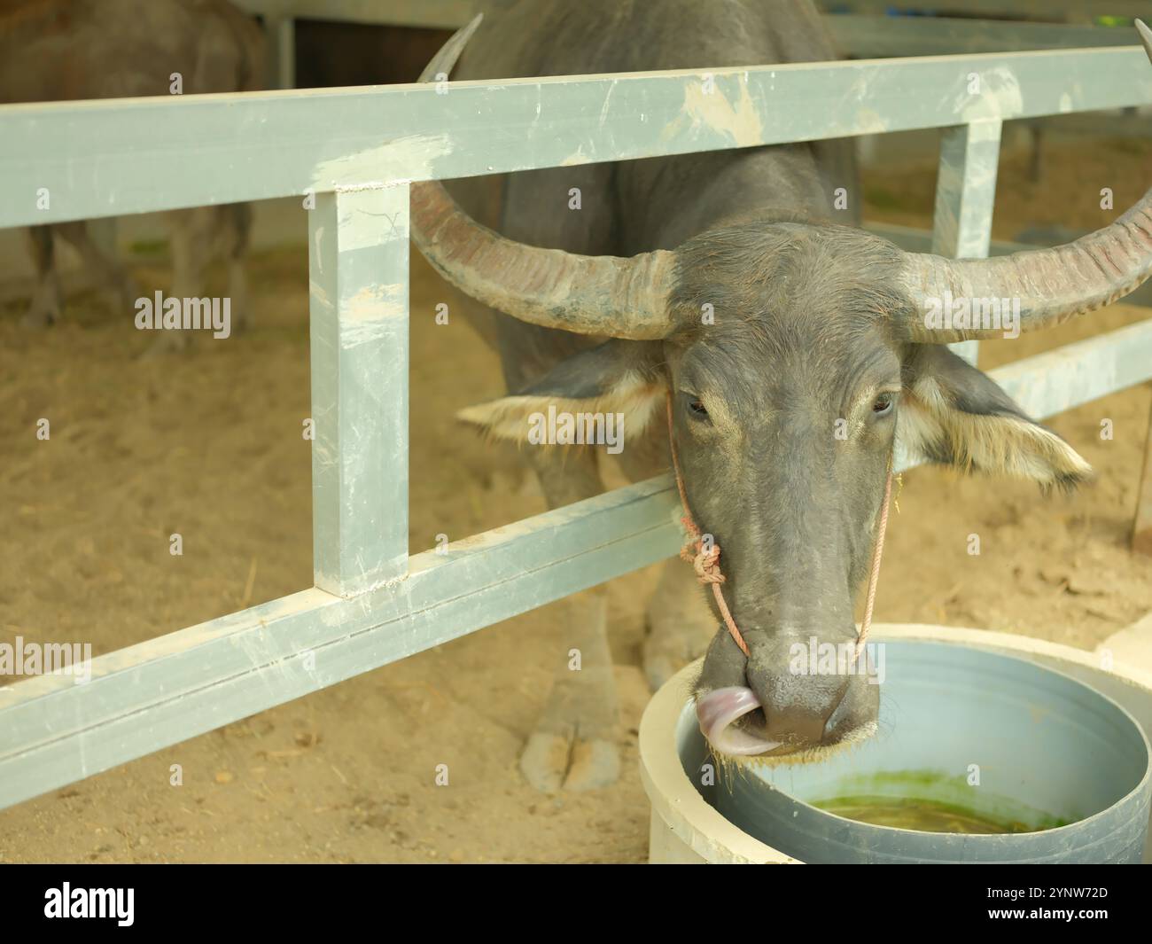 Buffalo grass farming hi-res stock photography and images - Alamy