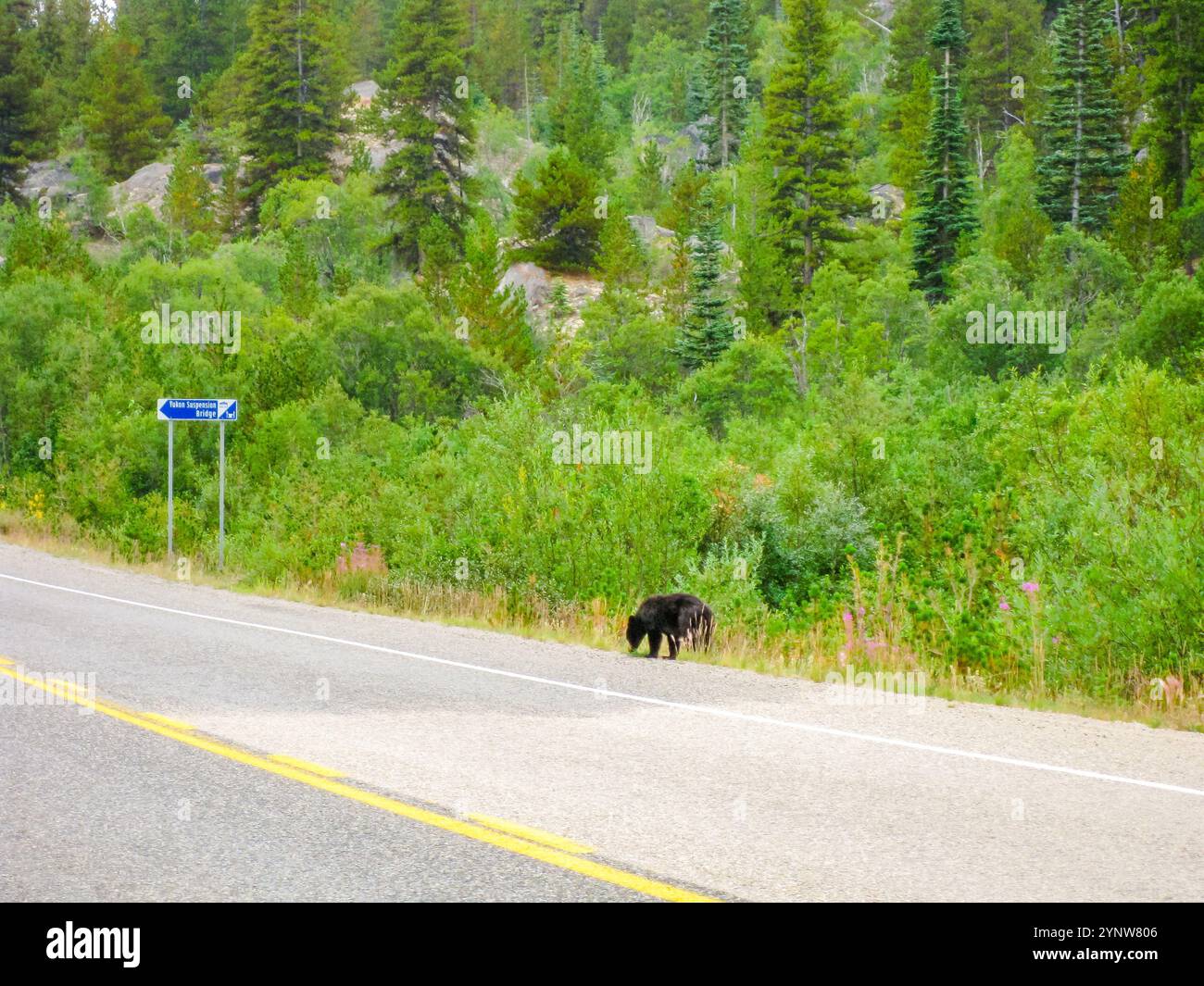 Wild brown bear walking on the road, off the forest, because of ...