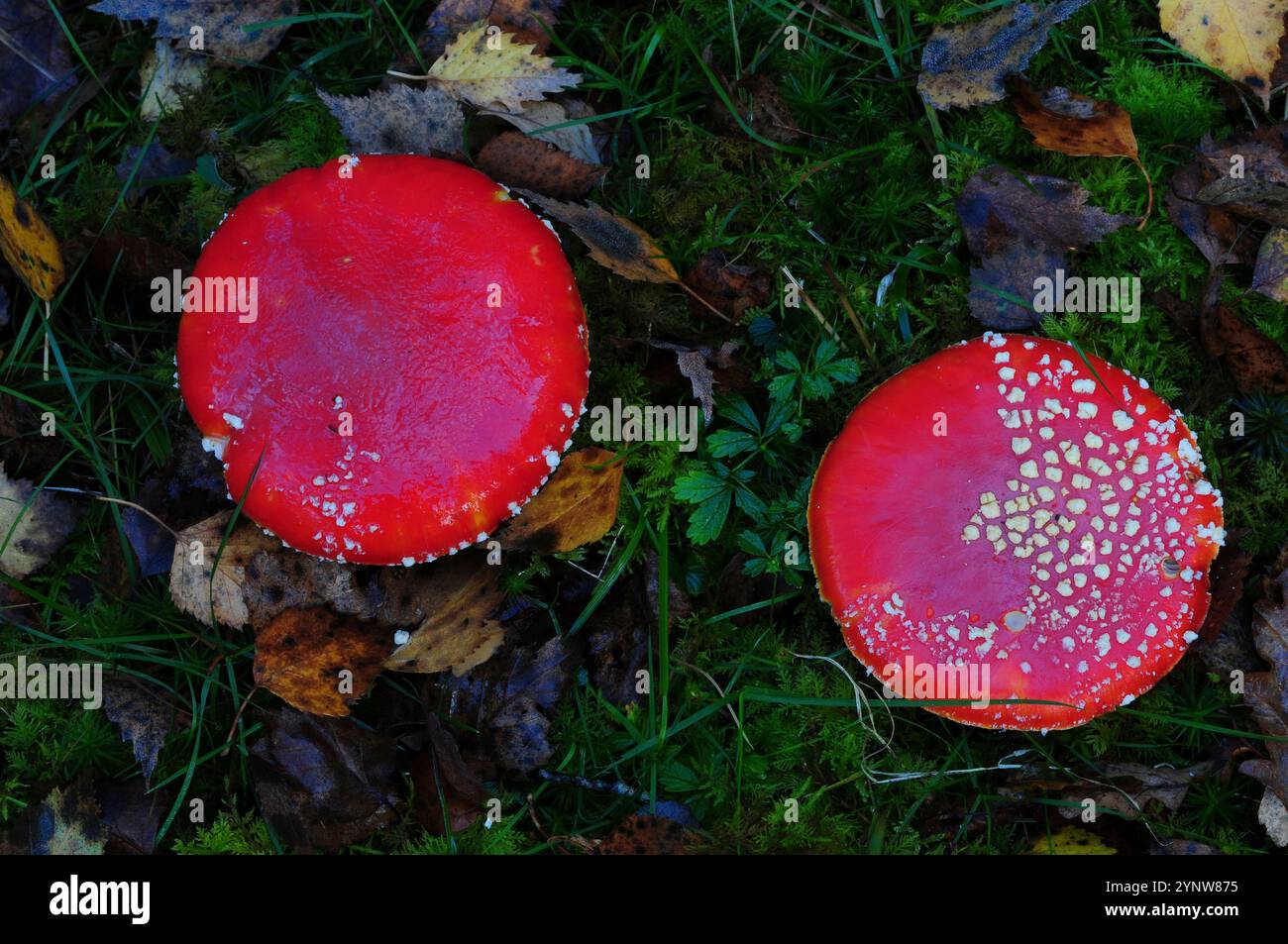 Fly agaric toadstools, Denny Wood, New Forest, UK Stock Photo - Alamy