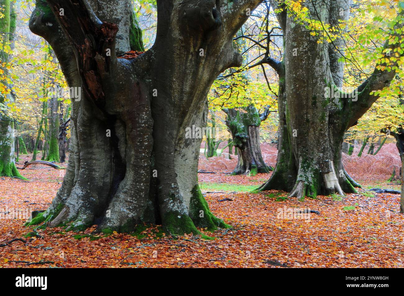 National forest trees uk hi-res stock photography and images - Alamy