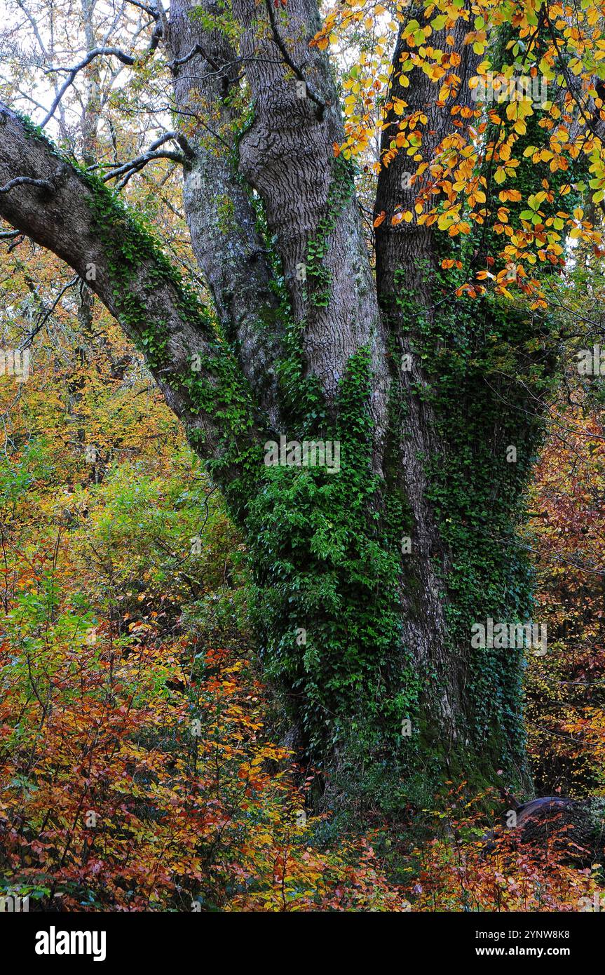 Knightwood oak uk hi-res stock photography and images - Alamy