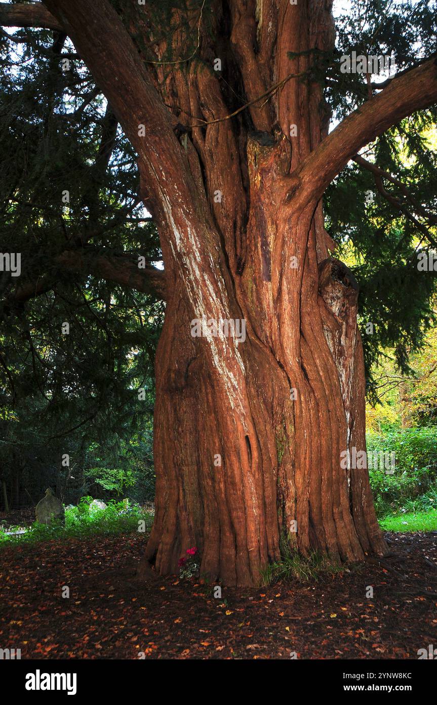 New forest ancient yew tree hi-res stock photography and images - Alamy