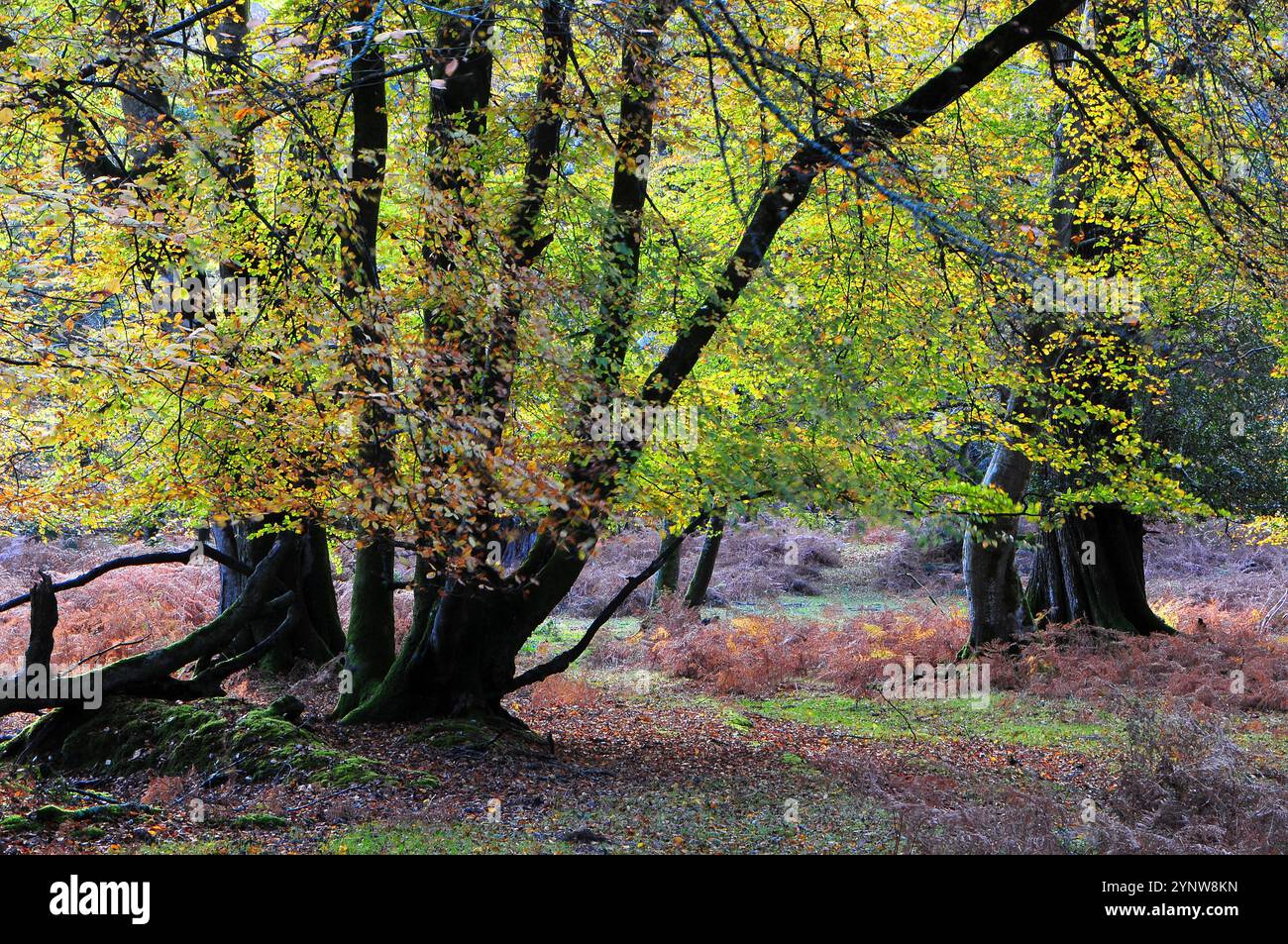 New Forest National Park Hampshire, UK Stock Photo - Alamy