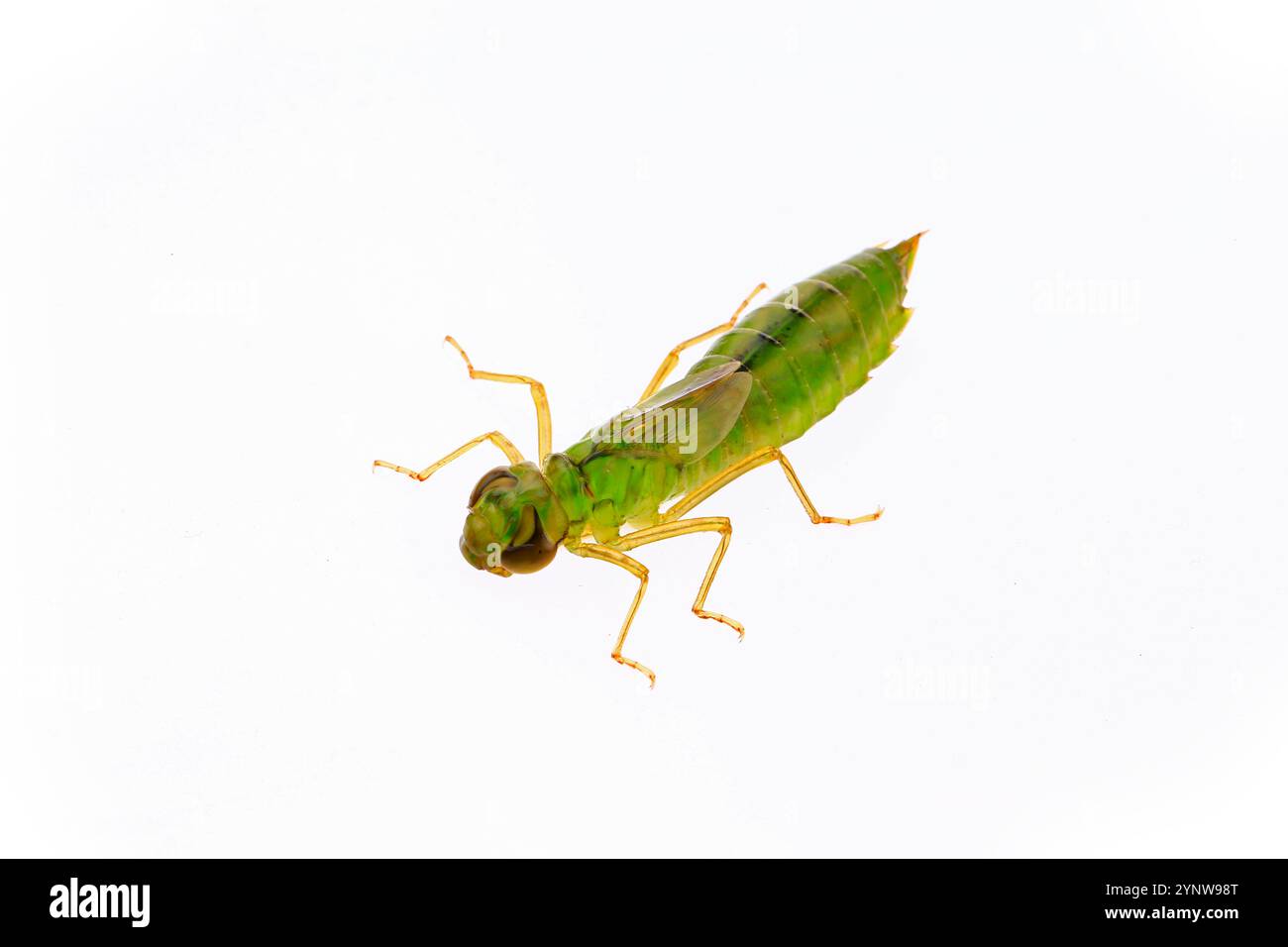 Dragonfly larvae, and on a white background Stock Photo - Alamy