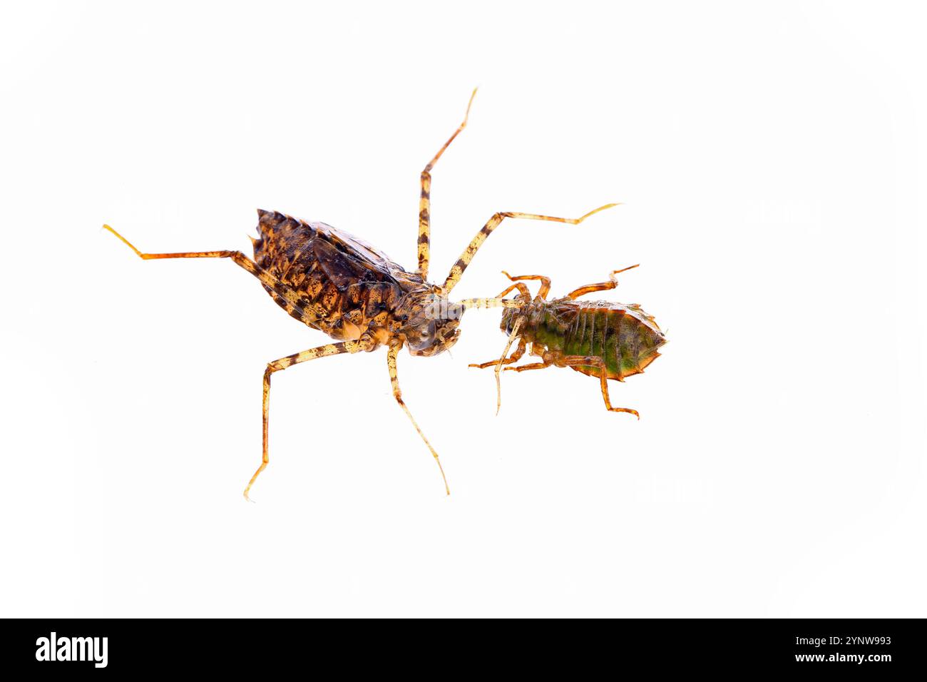 Dragonfly larvae swimming hi-res stock photography and images - Alamy