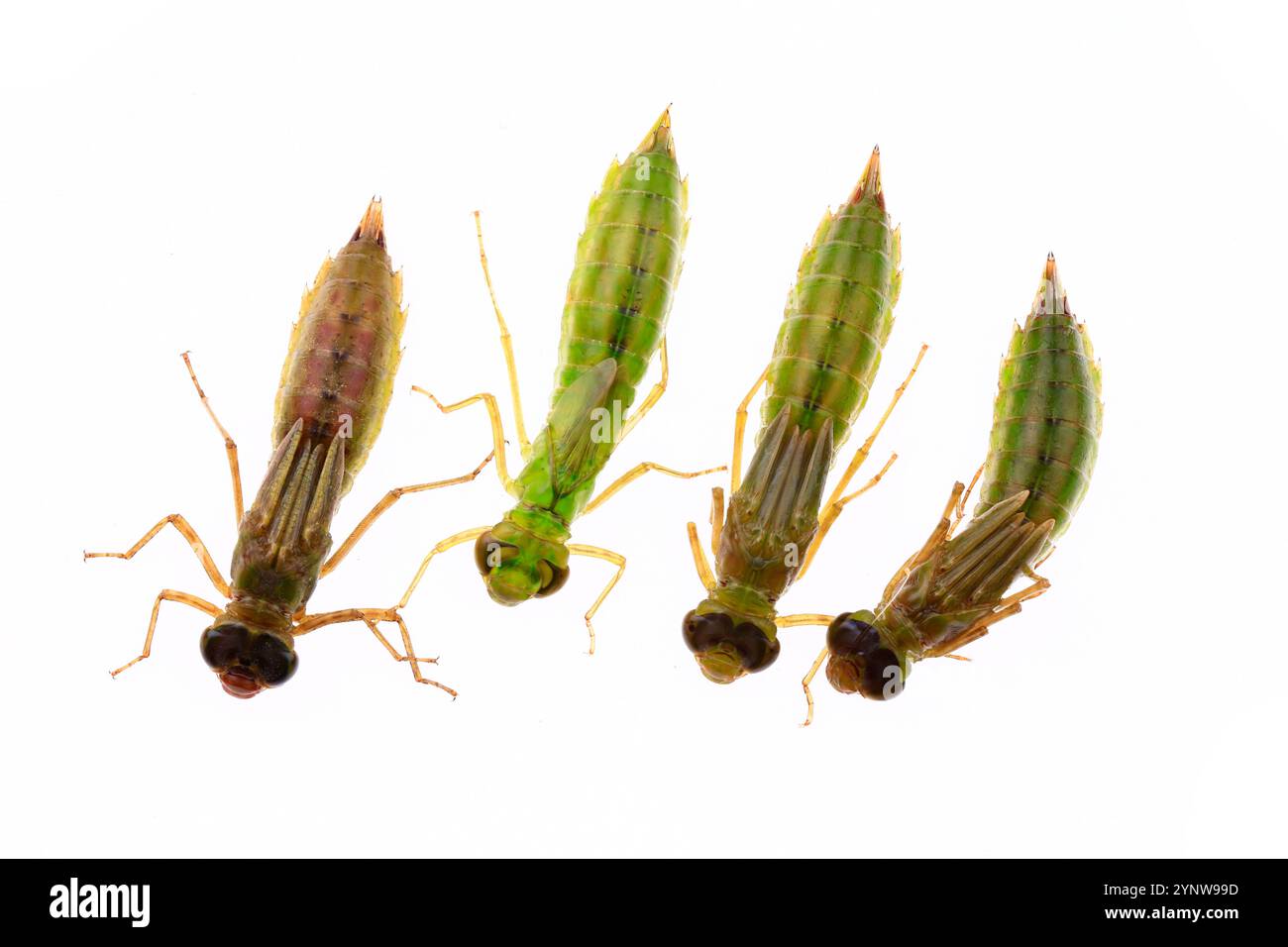 Larvae skin Cut Out Stock Images & Pictures - Alamy