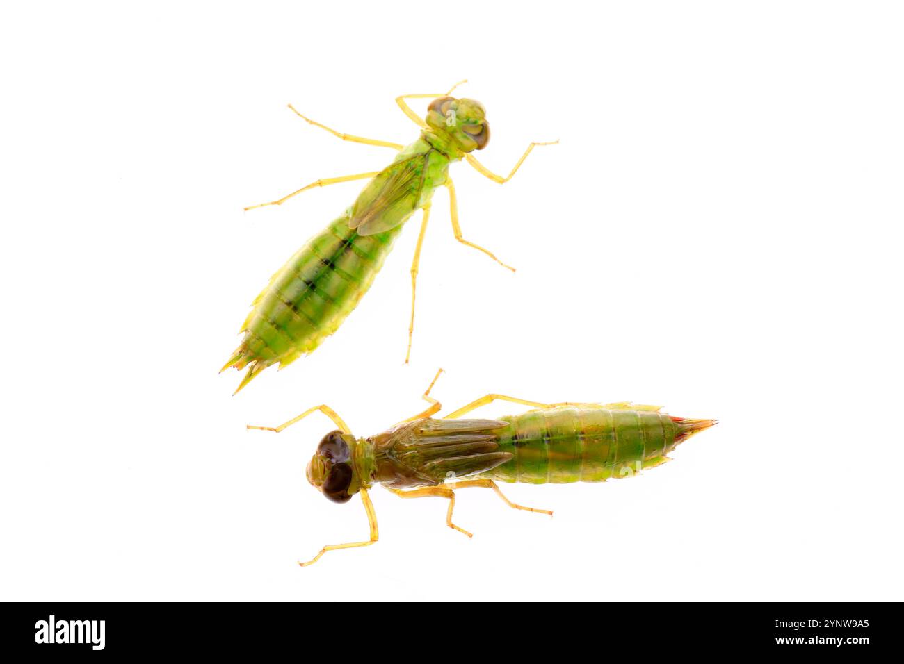 Larvae skin Cut Out Stock Images & Pictures - Alamy