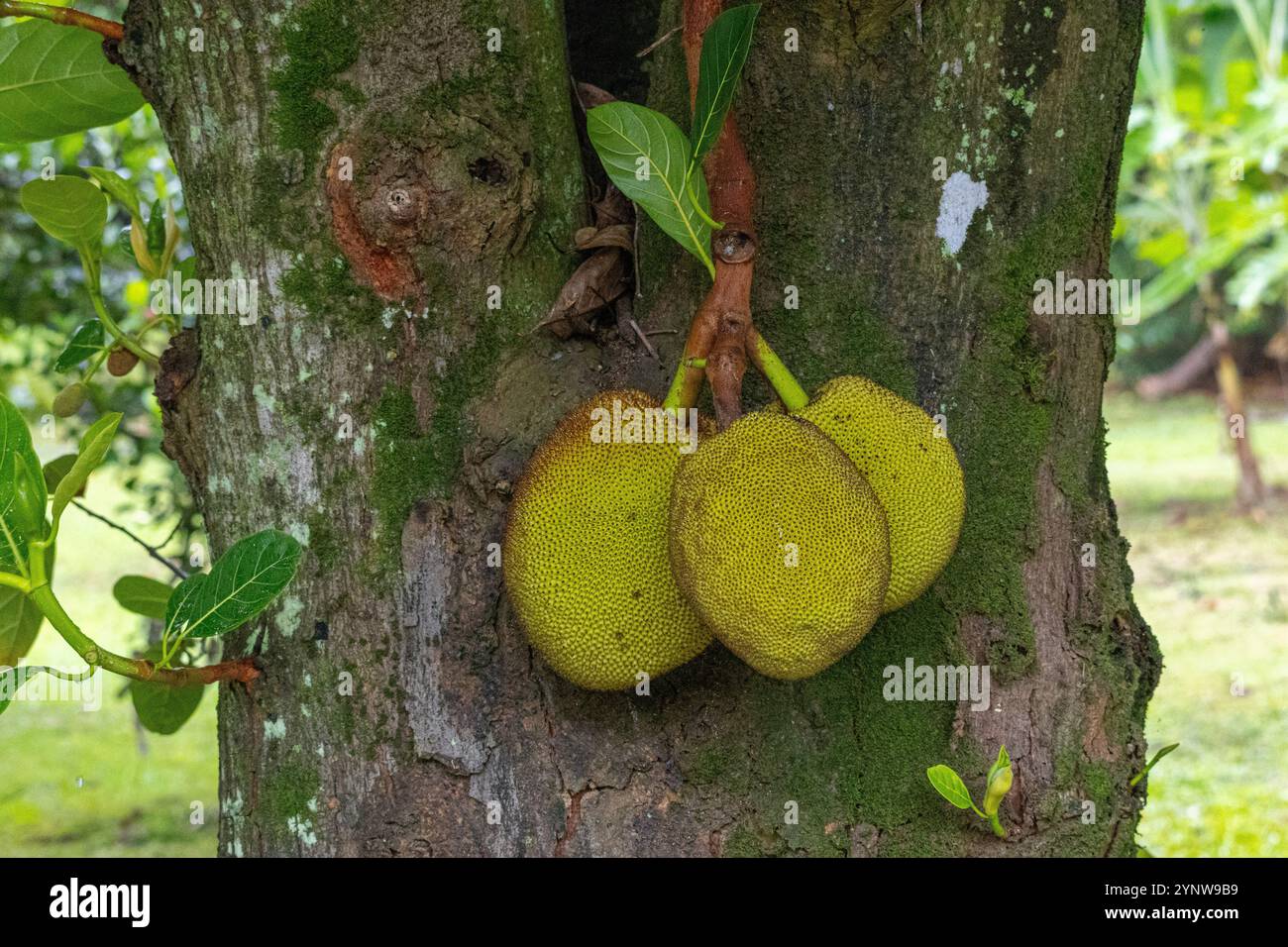 Jack Fruit, Artocarpus heterophyllus, Smiths Tropical Paradise, Wailua ...