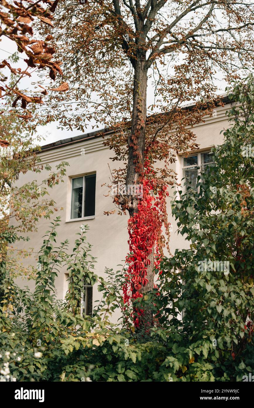 Tree shrouded in climbing hi-res stock photography and images - Alamy