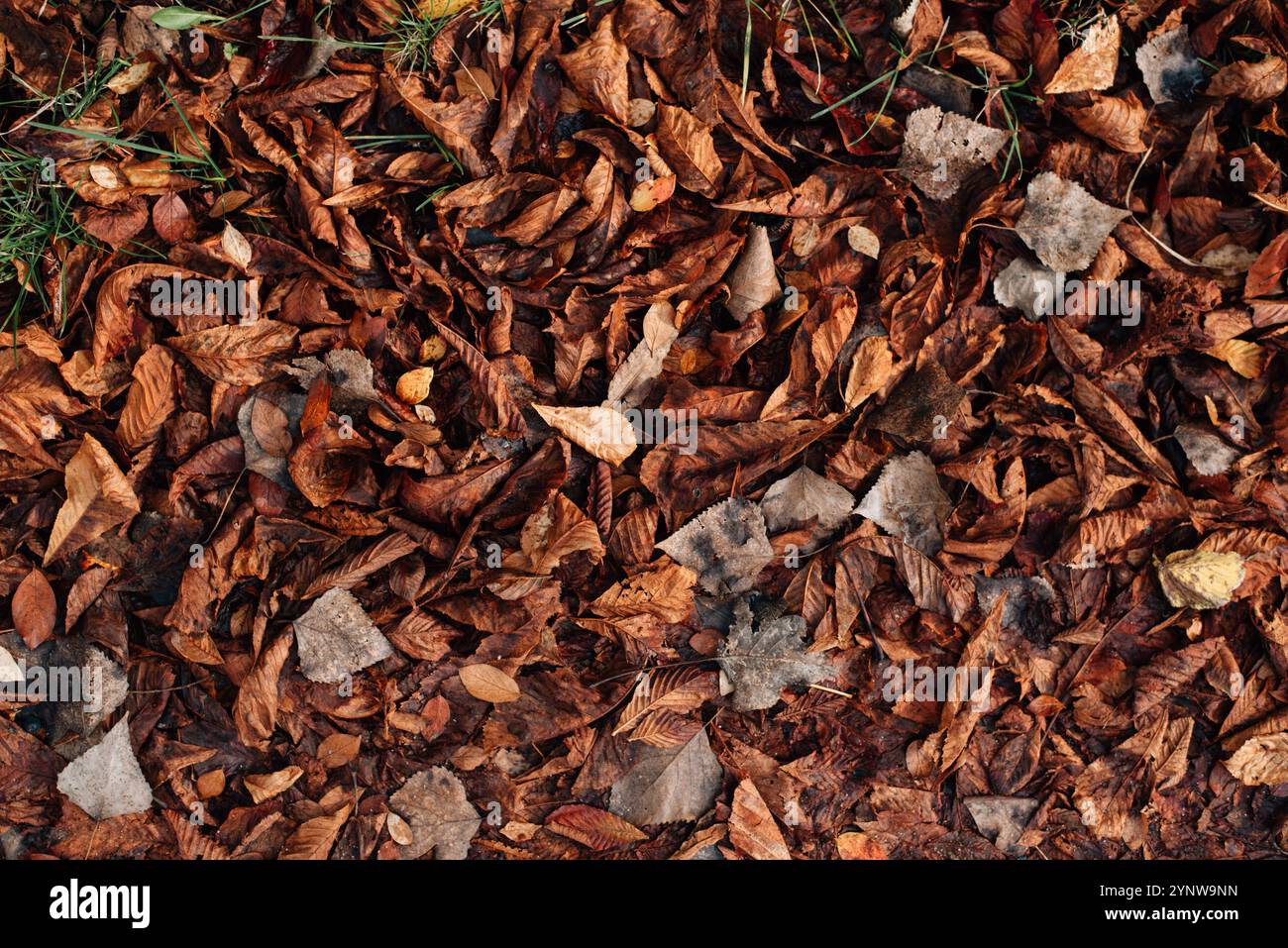 Dry leaves falling on the ground. Many dry leaves falling on the ground ...