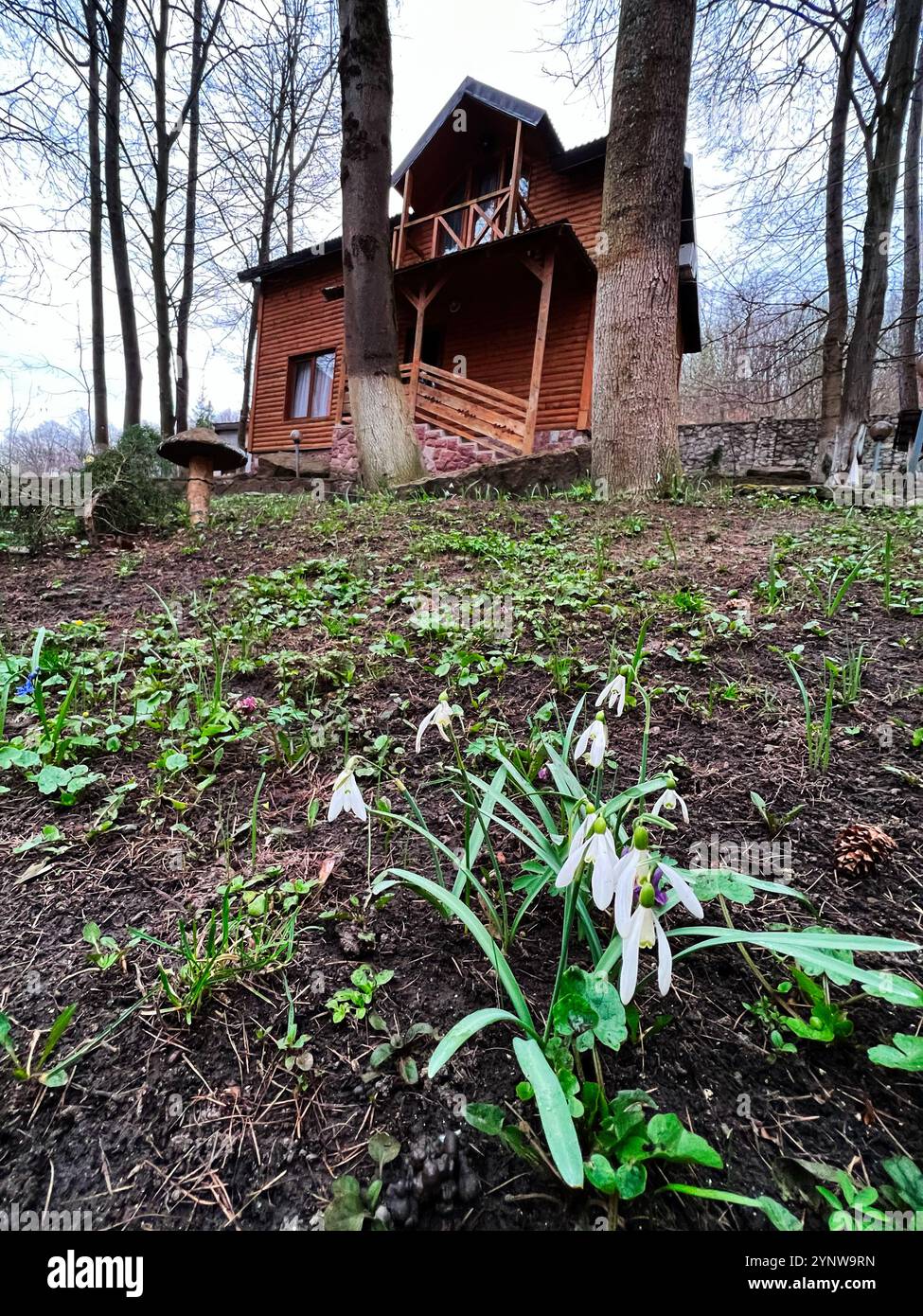 A charming wooden cabin set among trees in early spring. Snowdrops ...