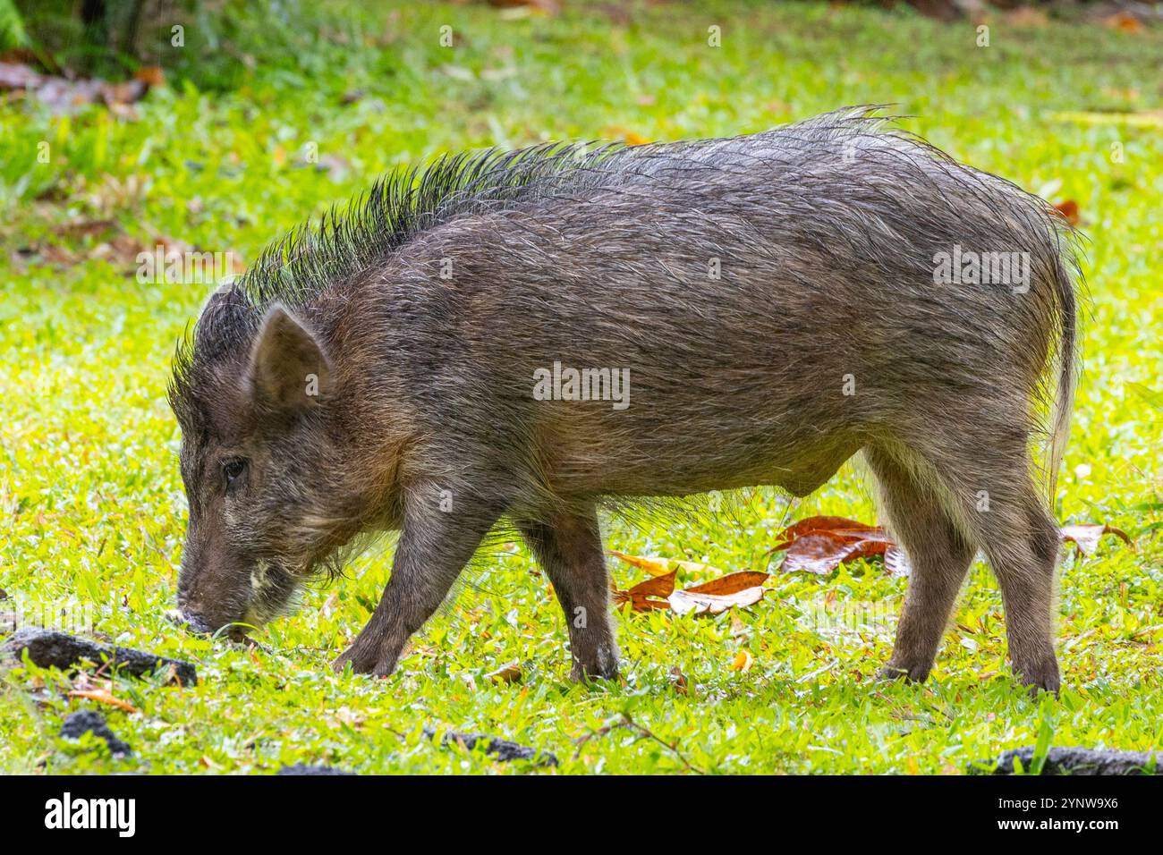 Wild Boar, Pig, Wailua, Kauai, Hawaii Stock Photo - Alamy