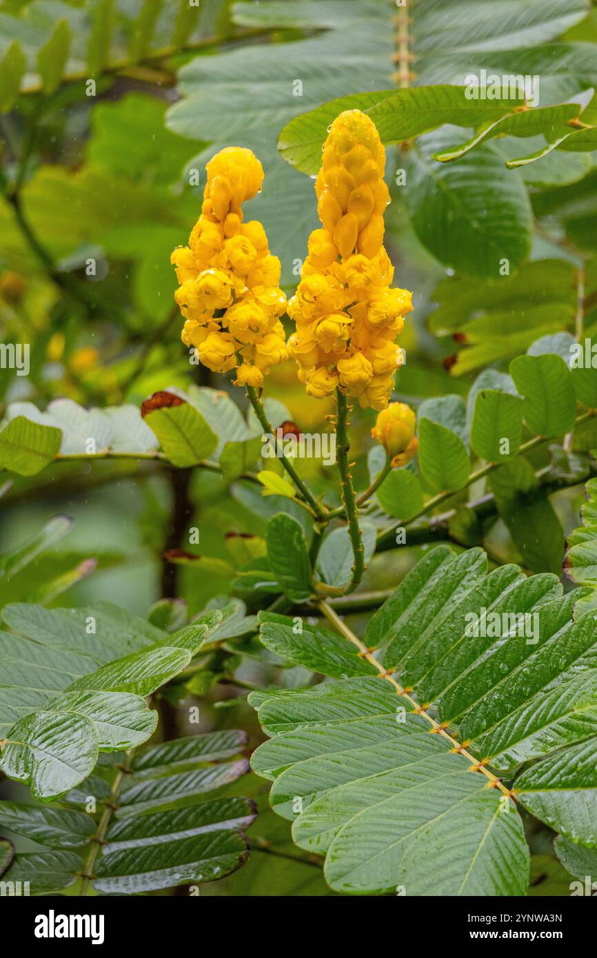 Candle Bush, Senna alata, Smiths Tropical Paradise, Wailua, Kauai ...