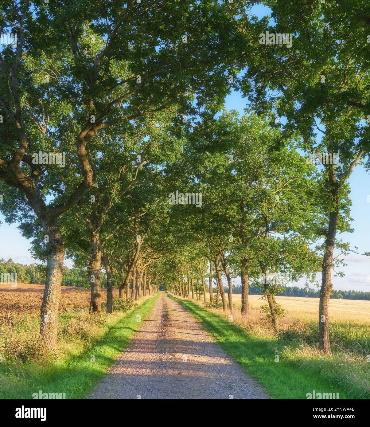Road, trees and environment of forest, nature and pathway to travel in ...
