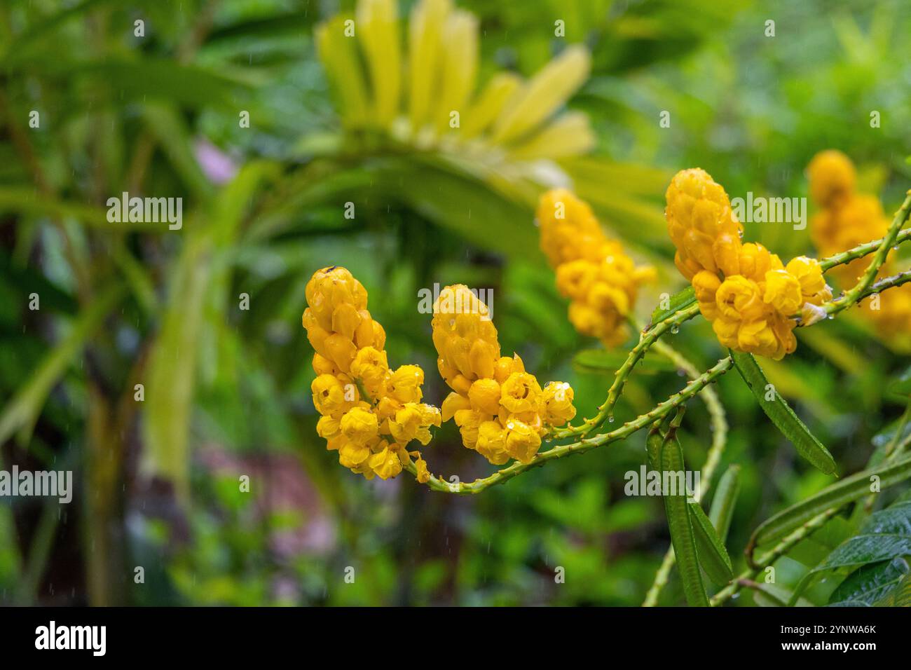 Candle bush senna alata hi-res stock photography and images - Alamy