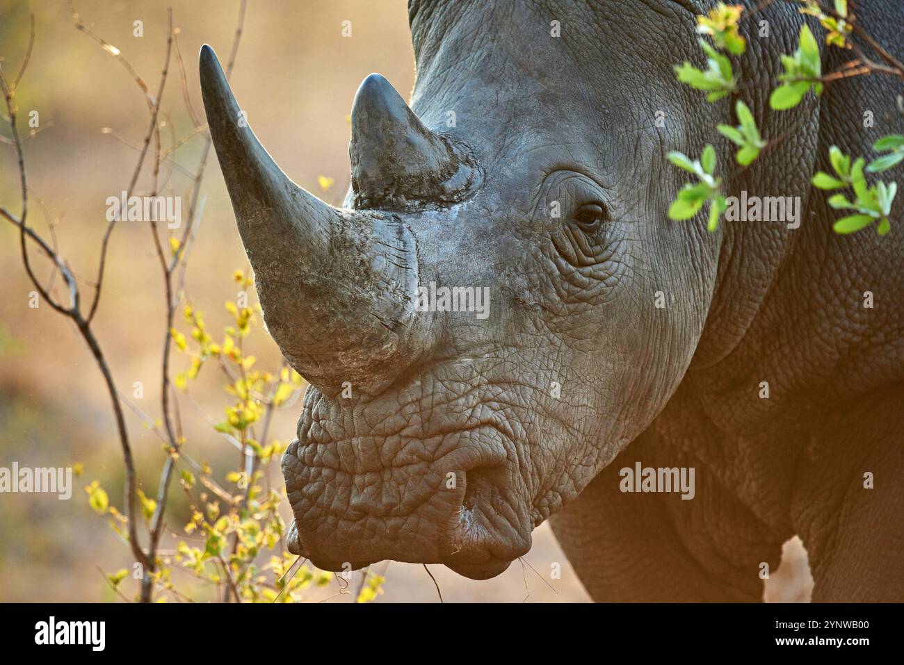 Rhino, plants and safari for conservation, protection and big game ...