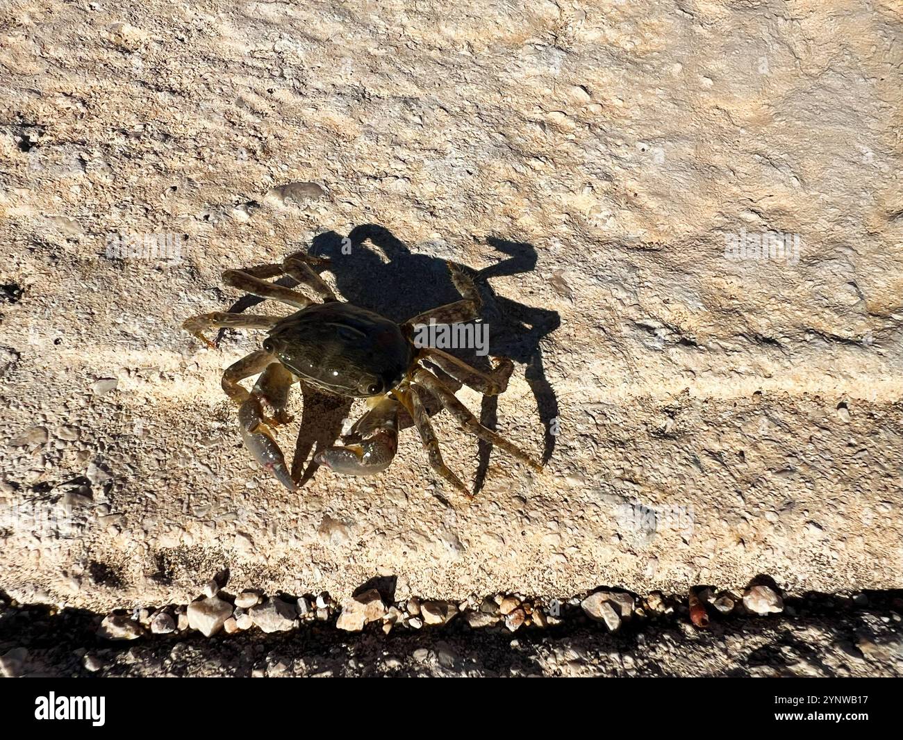 A tiny crab sits on a textured rocky surface, its legs splayed out ...