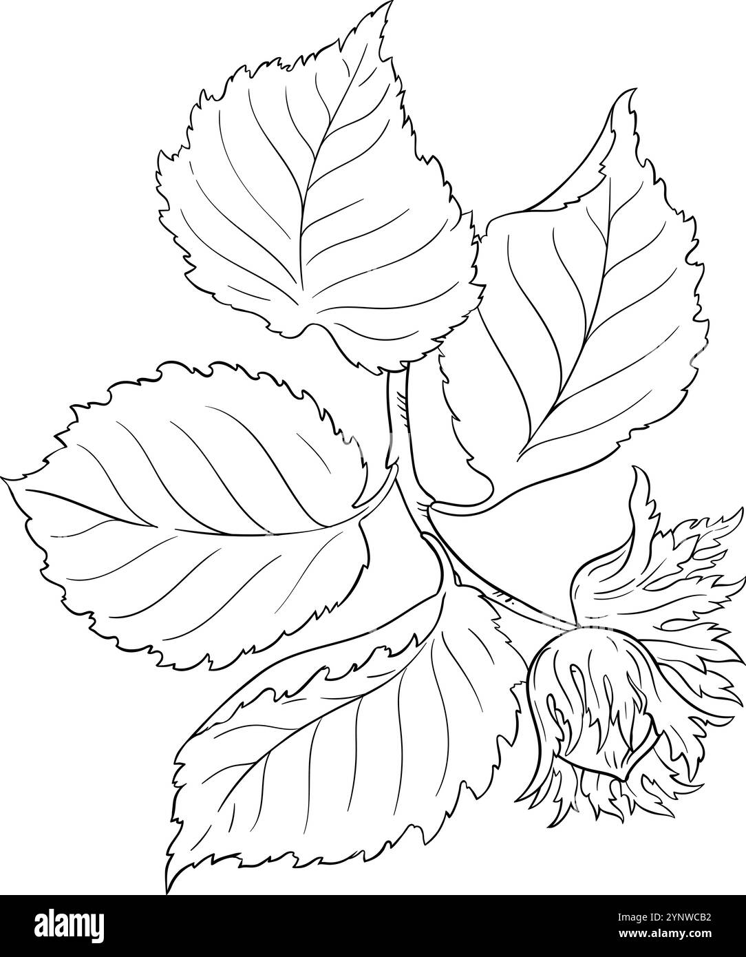 Hazelnut Branch with NutsOutline Illustration Stock Vector Image & Art ...