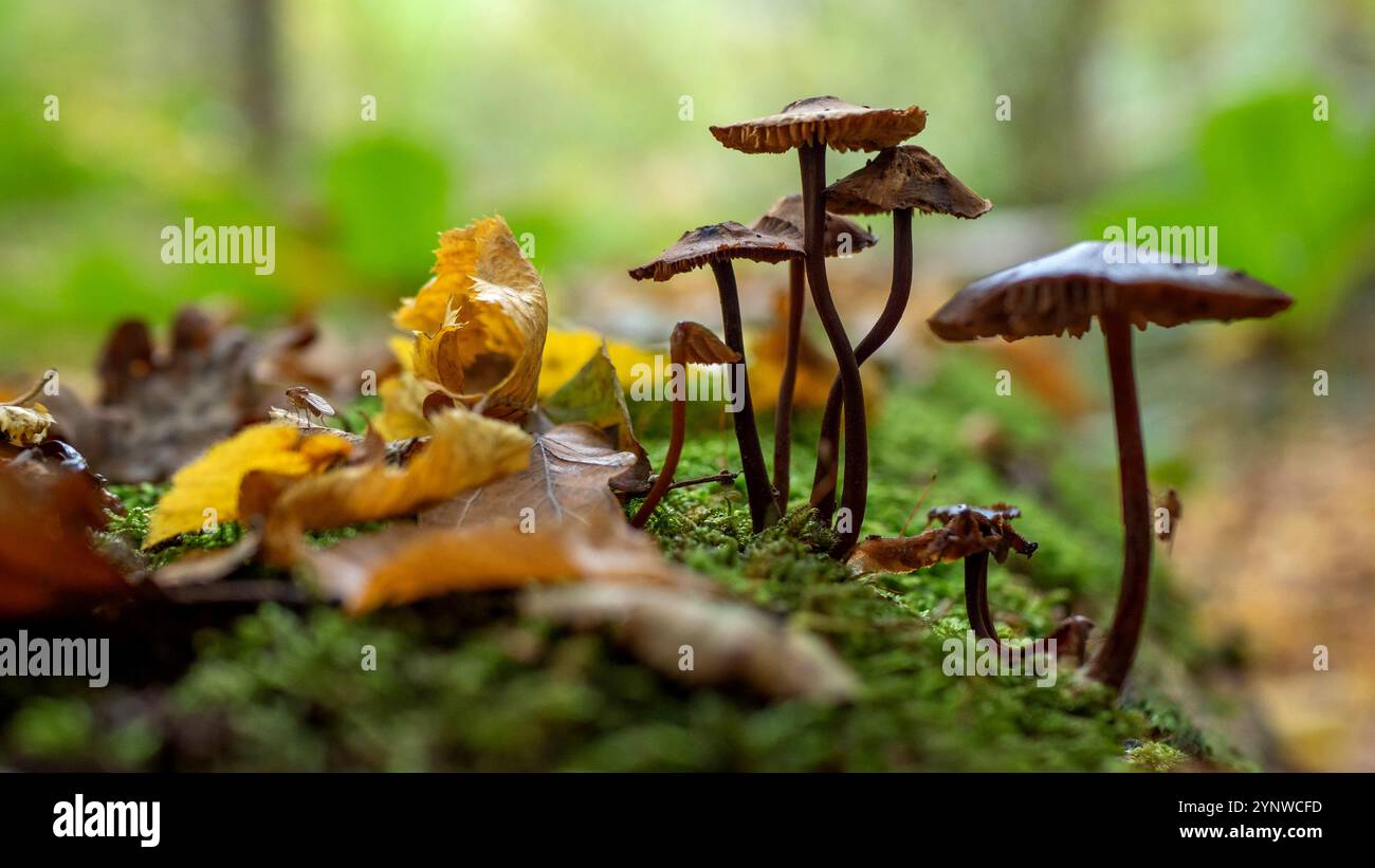 Macro photography forest moss hi-res stock photography and images - Alamy