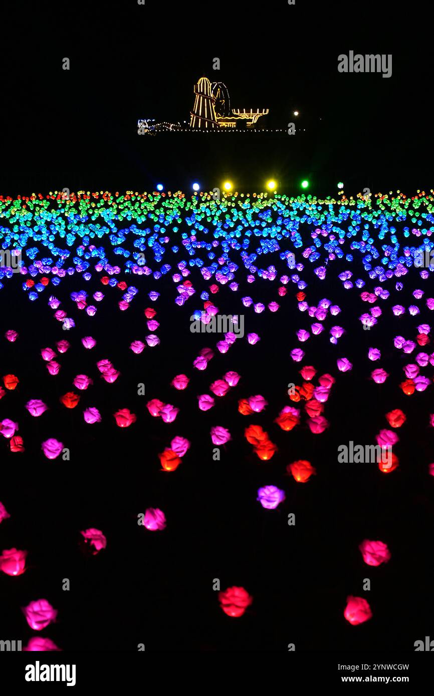 A field of colourful roses illuminated during Luminate Sandringham, the ...