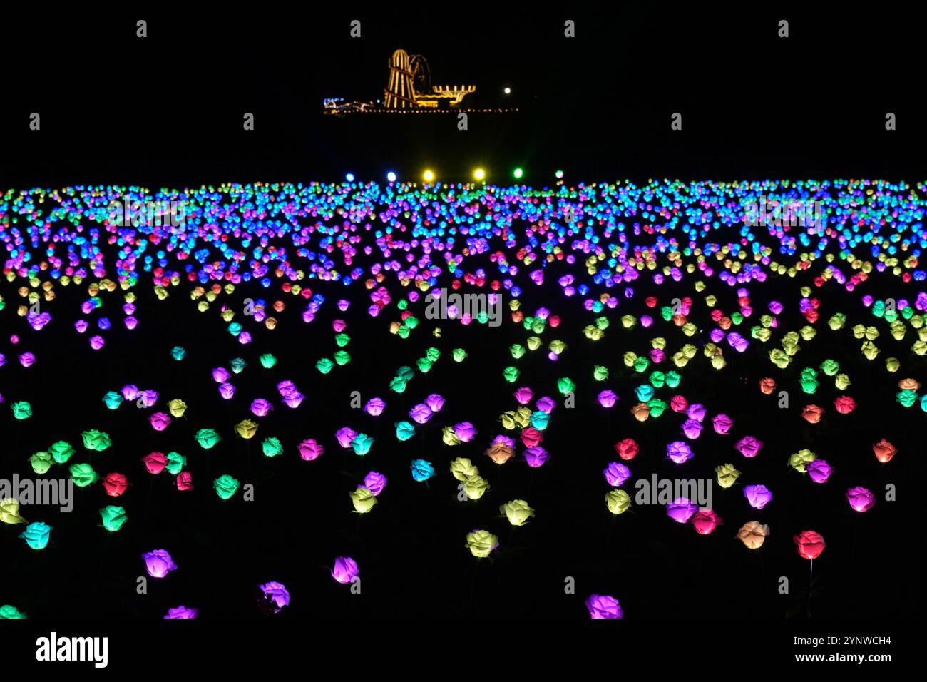 A field of colourful roses illuminated during Luminate Sandringham, the ...