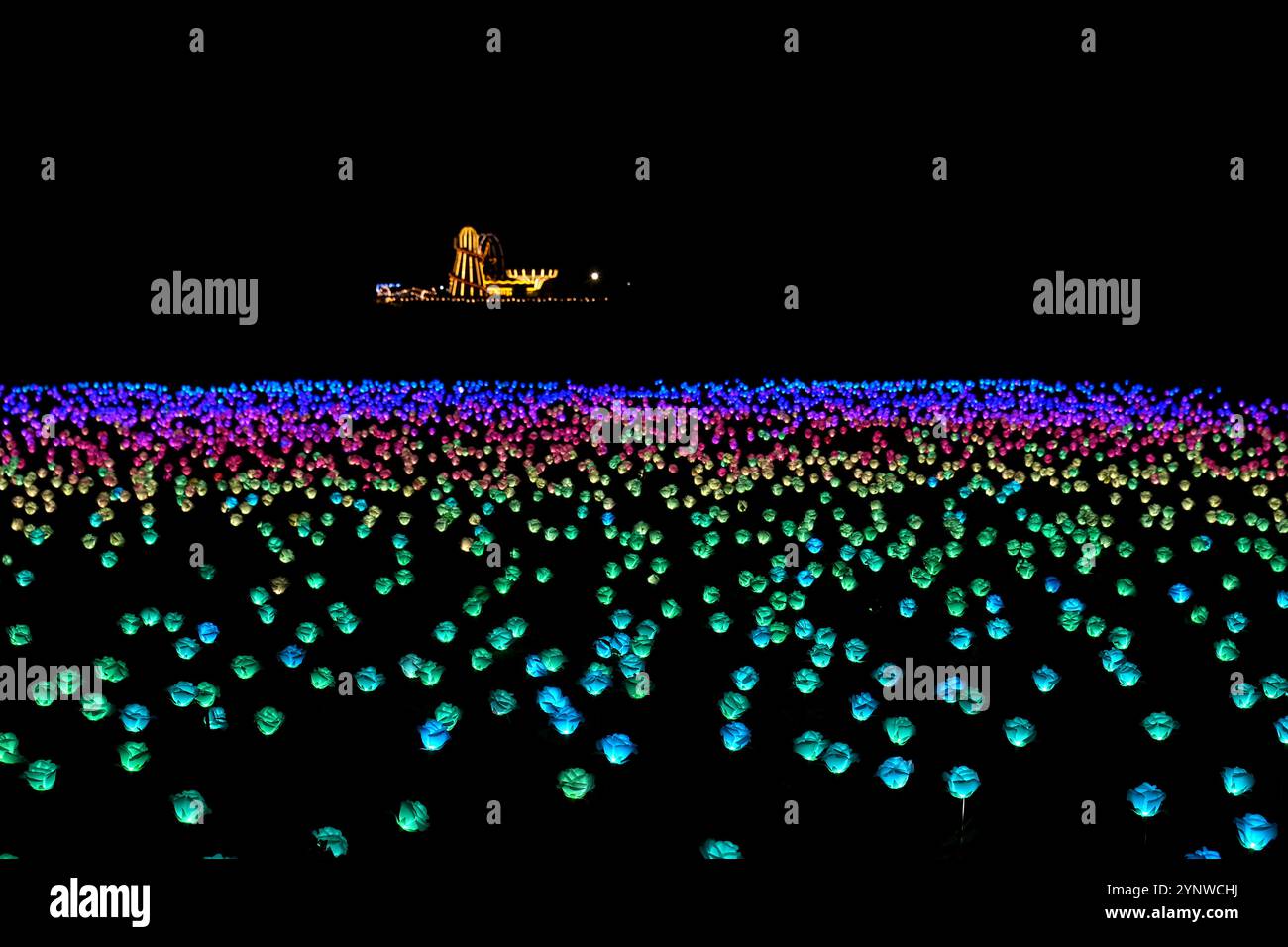A field of colourful roses illuminated during Luminate Sandringham, the ...