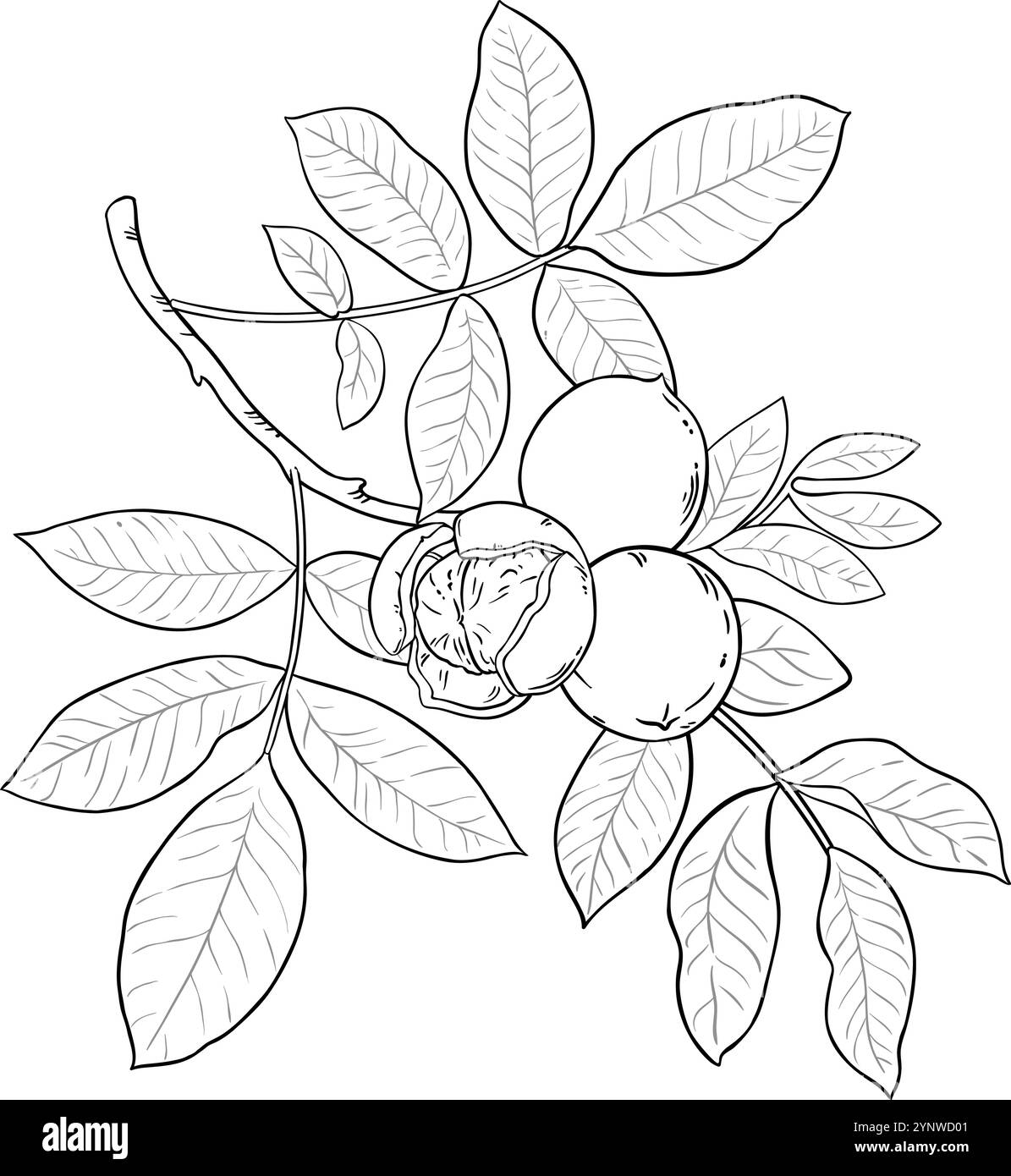 Walnut Branch Isolated Outline Illustration Stock Vector Image & Art ...