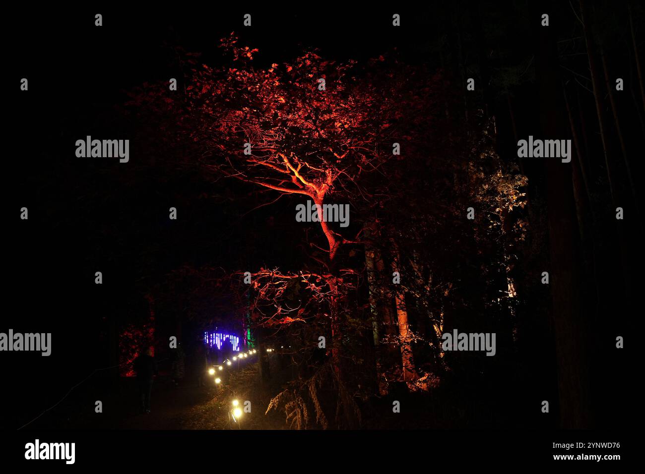 Trees and paths are illuminated during Luminate Sandringham, the ...