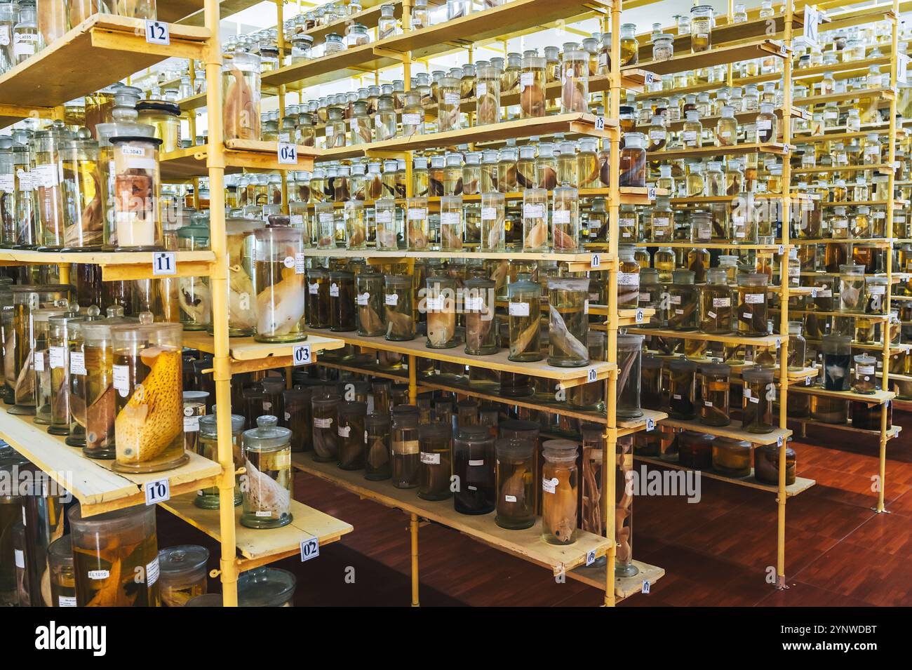 flasks and test tubes with samples of snakes and marine animals, fish ...