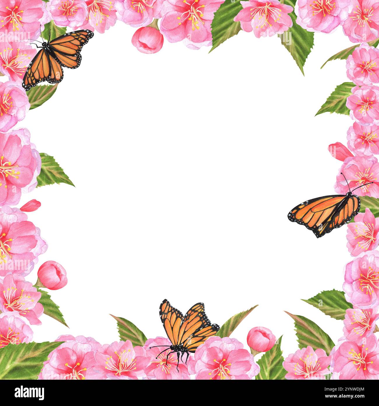 Square frame with pink Sakura blossoms, green leaves and Monarch ...
