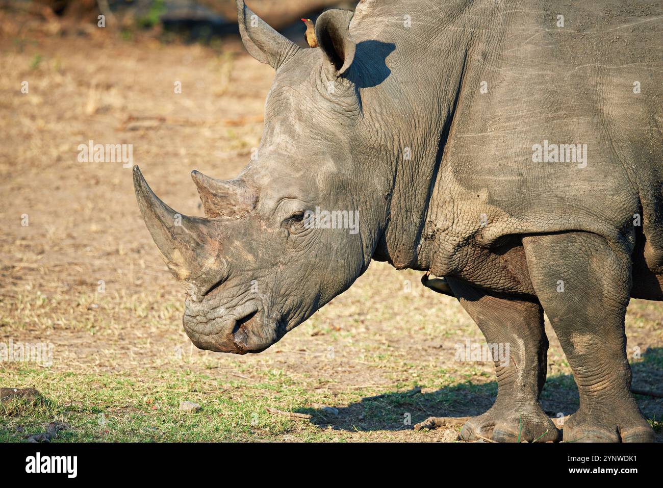 Rhino, animal and game reserve with sustainability and environment for ...