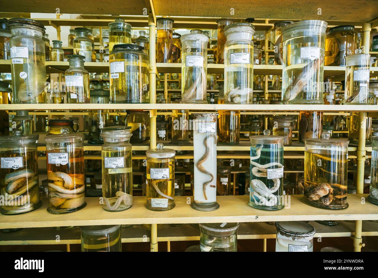 flasks and test tubes with samples of living organisms in formaldehyde ...