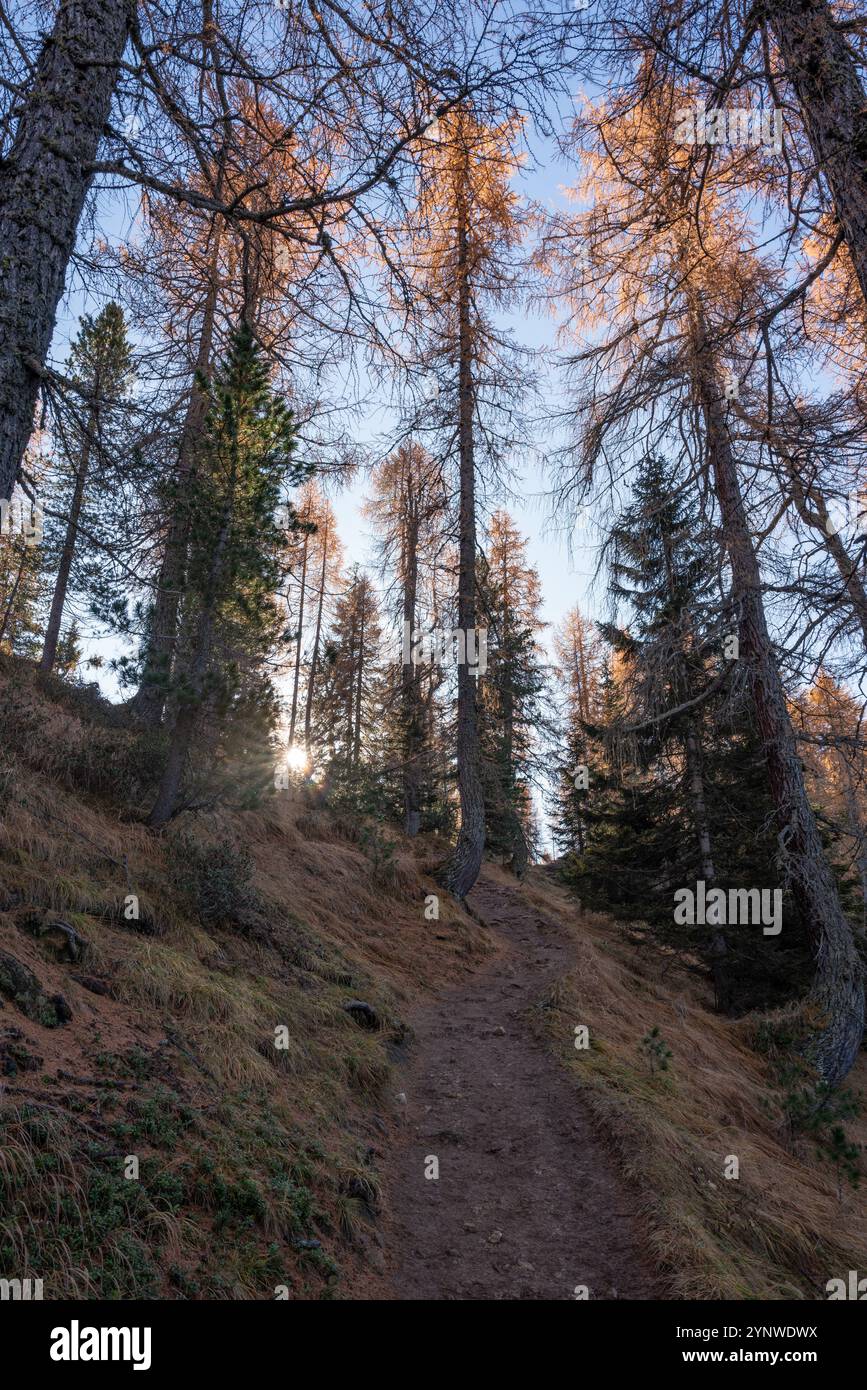 A steep uphill trail through tall larch trees in the Italian Dolomites ...