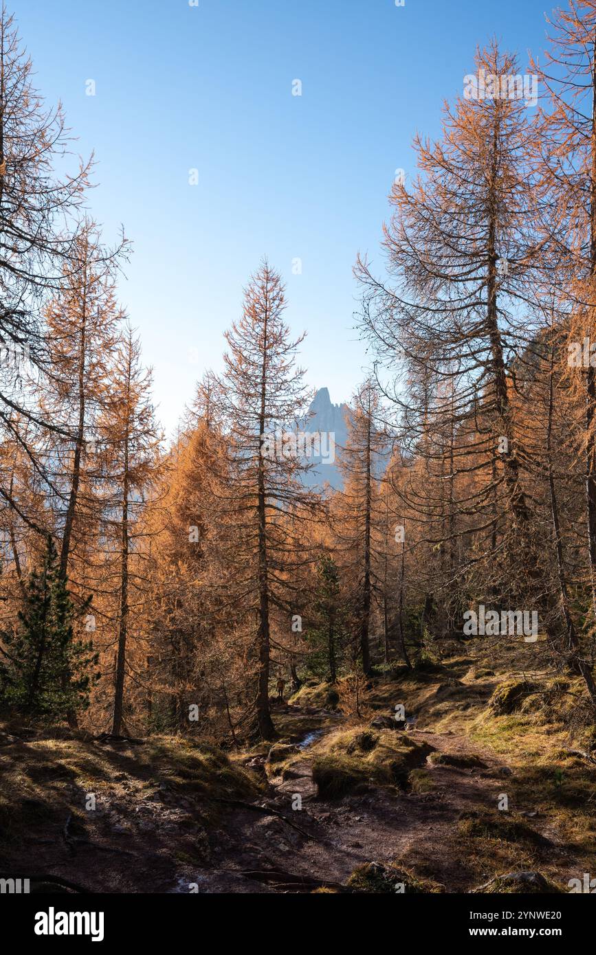 Morning sunlight shines through orange backlit larch trees along an ...