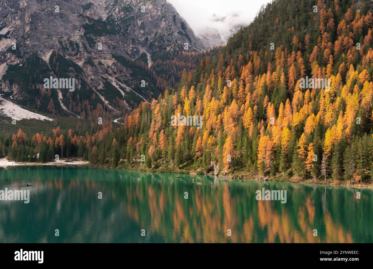 Vibrant larch trees in autumn foliage, colors reflected in the ...