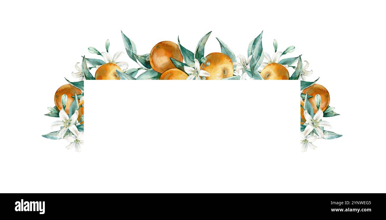 Mandarin branch with leaves and flowers isolated on white background ...