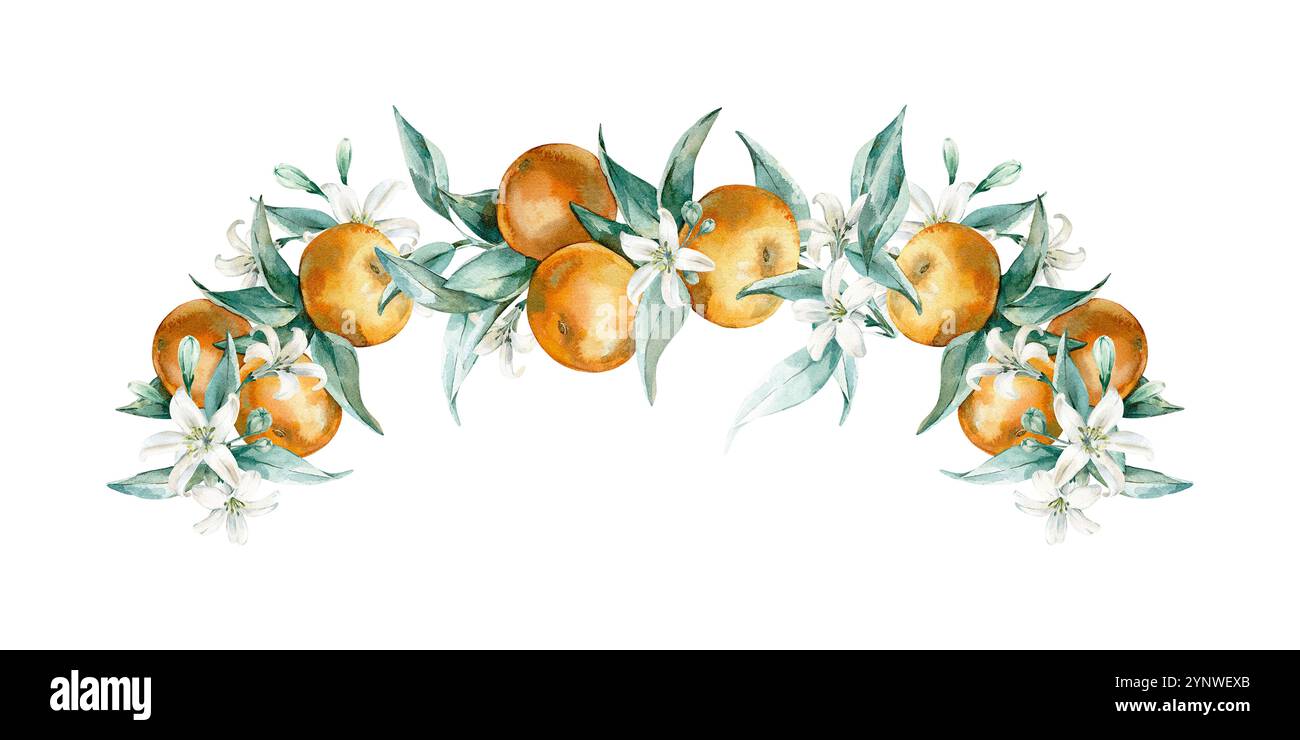 Mandarin branch with leaves and flowers isolated on white background ...