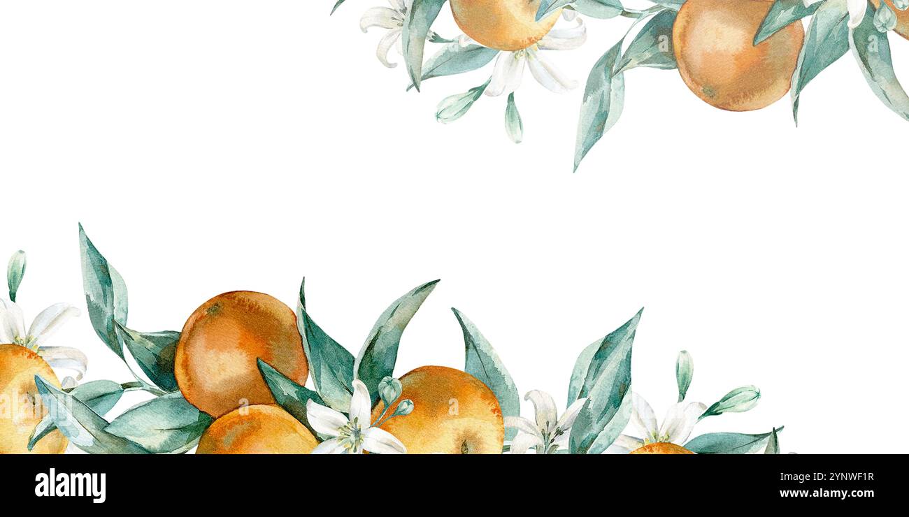 Mandarin branch with leaves and flowers isolated on white background ...