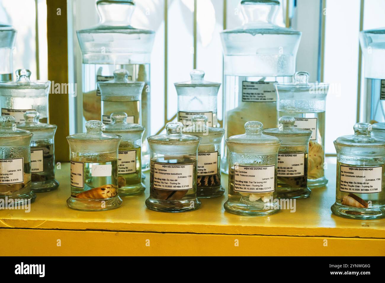 flasks and test tubes with animals in formaldehyde on shelves in a ...