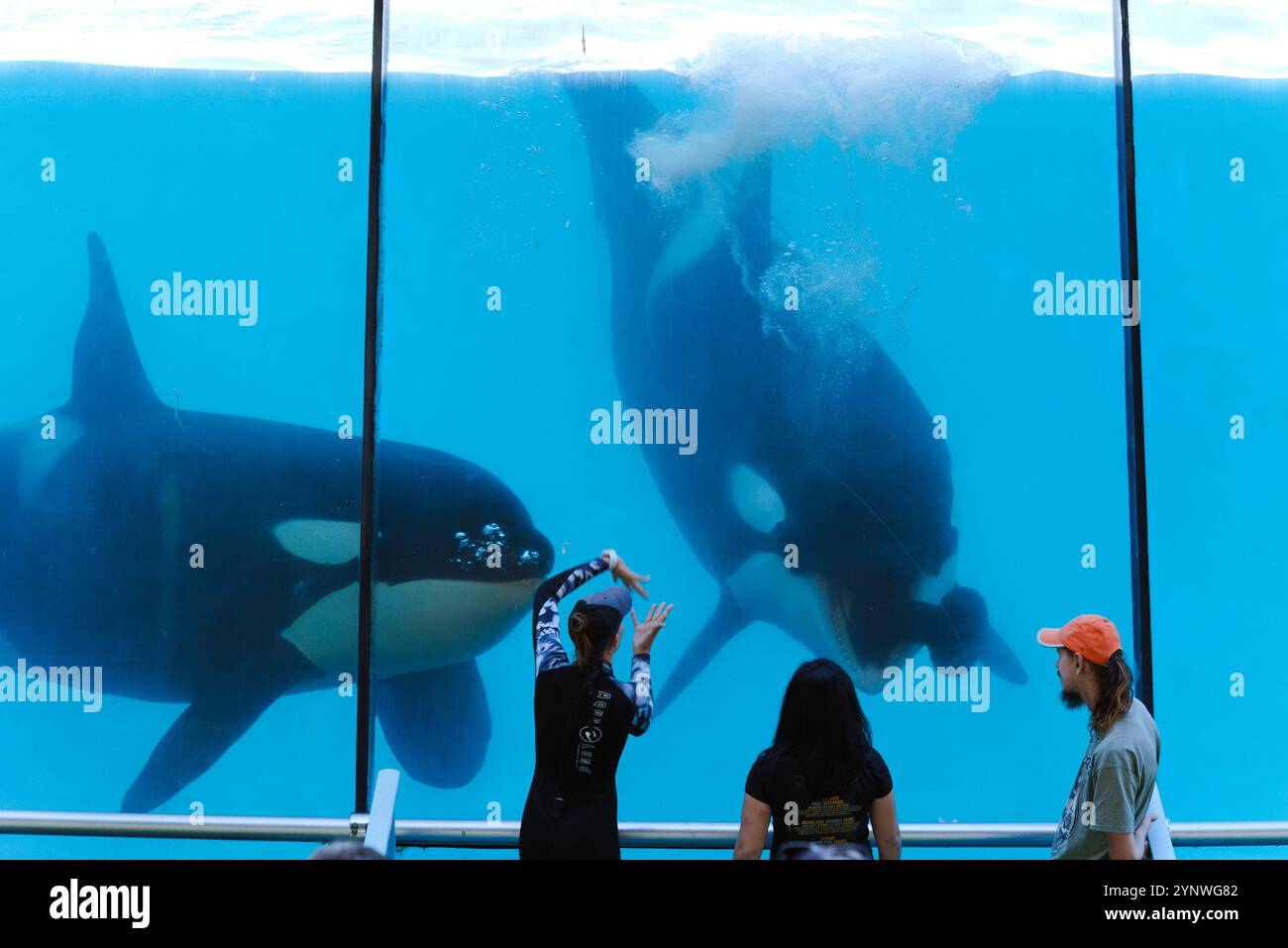 Orca Display: A Majestic Interaction Between Trainers and Tourists ...