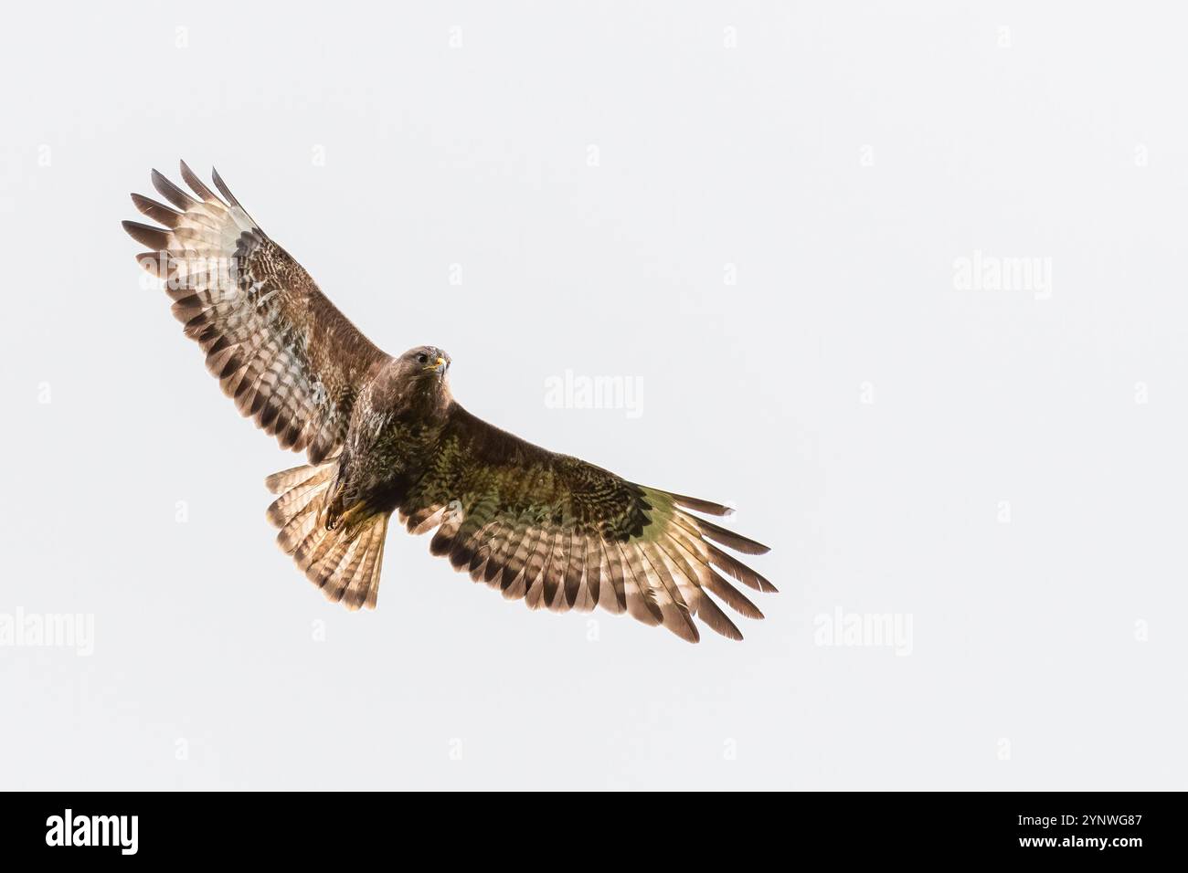 British birds of prey in flight hi-res stock photography and images - Alamy