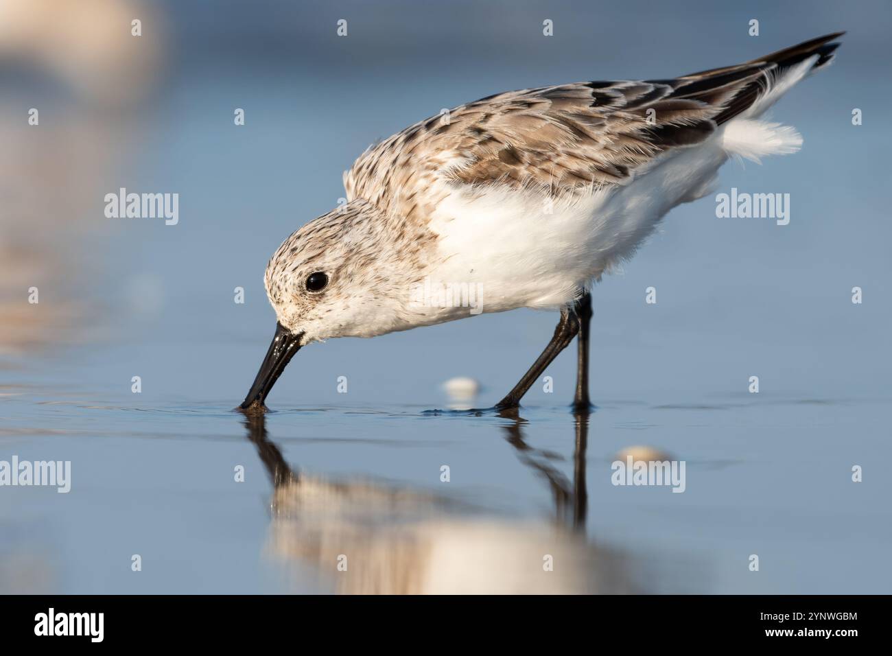 Sanderling (Calidris alba), North Norfolk Coast, UK Stock Photo - Alamy