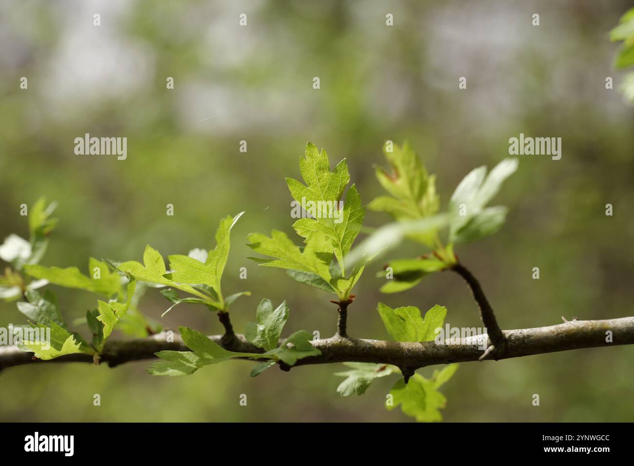 Spring Hawthorn Leaves, Marwood Stock Photo - Alamy
