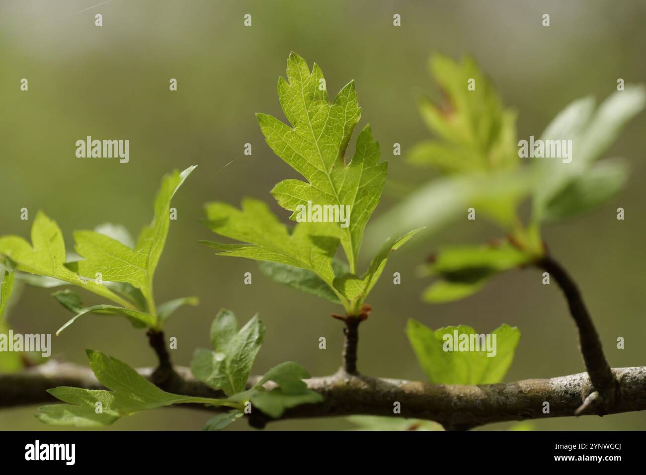 Spring Hawthorn Leaves, Marwood Stock Photo - Alamy