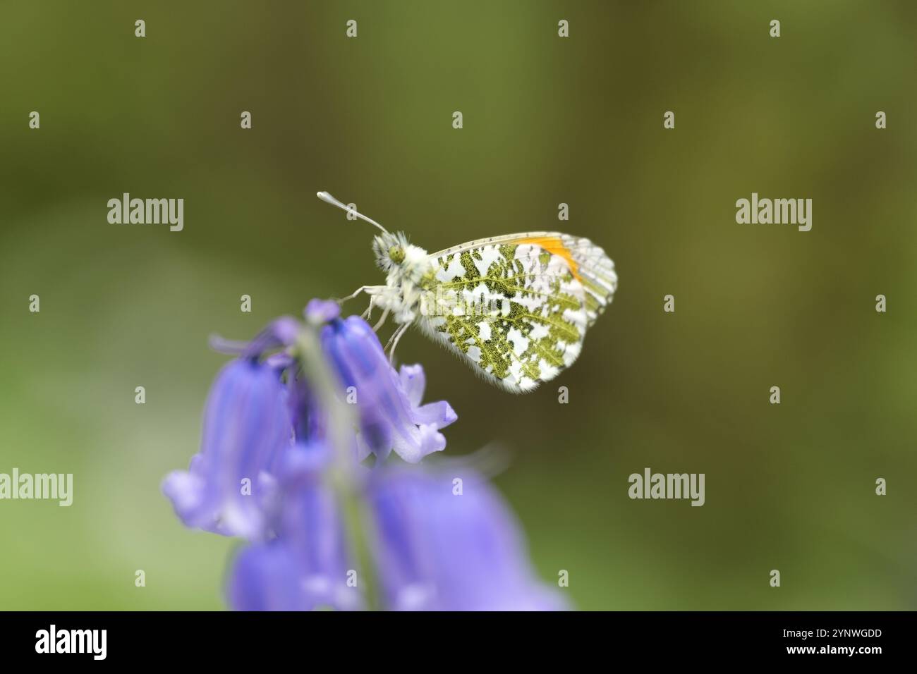 Orange tip Butterfly on a native British bluebell Stock Photo - Alamy